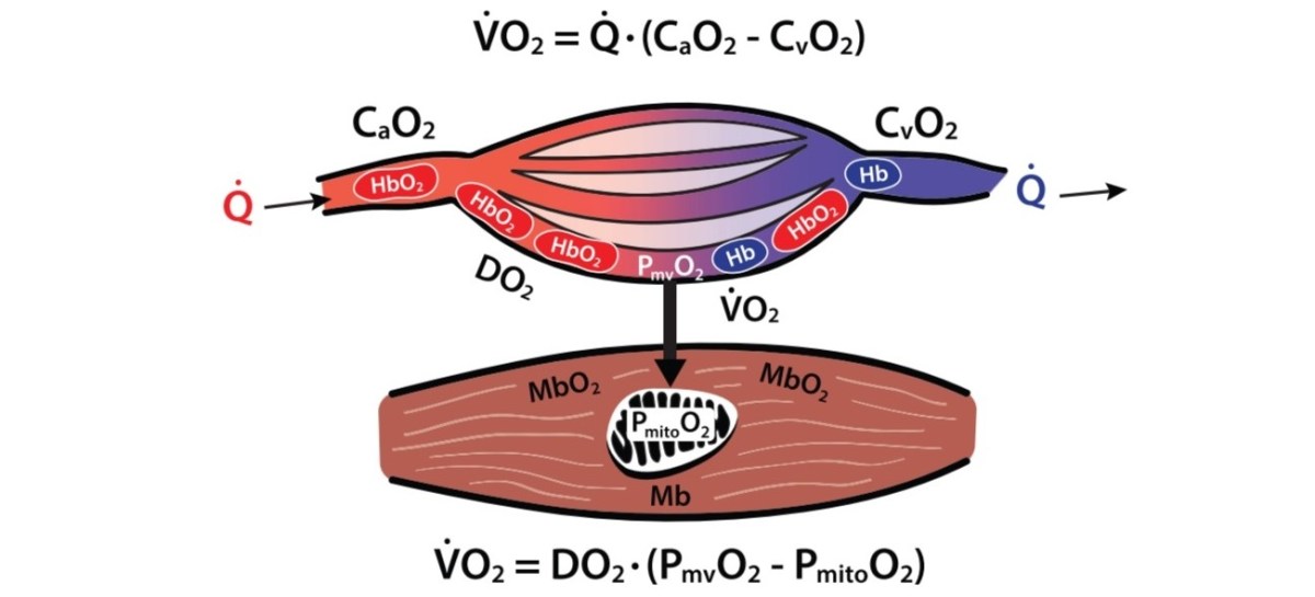 Muscle Oxygenation Overview – Spare Cycles